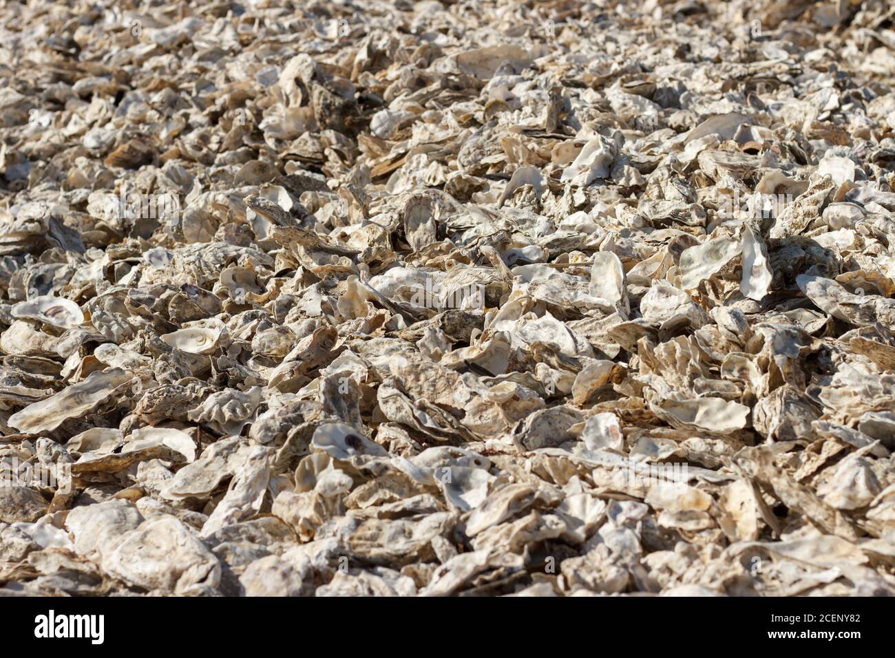The seashore on a sunny day, covered with a thick layer of shells and ...