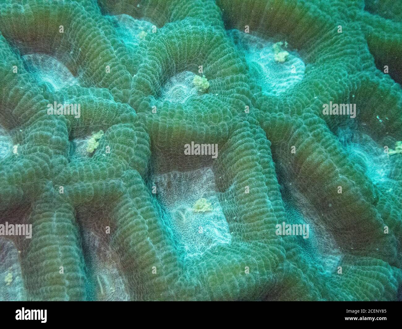 Madagascar coral reef hi-res stock photography and images - Alamy
