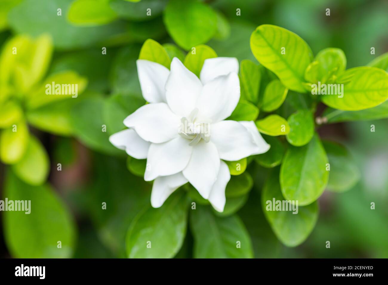 Pretty gardenia flower (Gardenia jasminoides) blooming Beautiful in ...