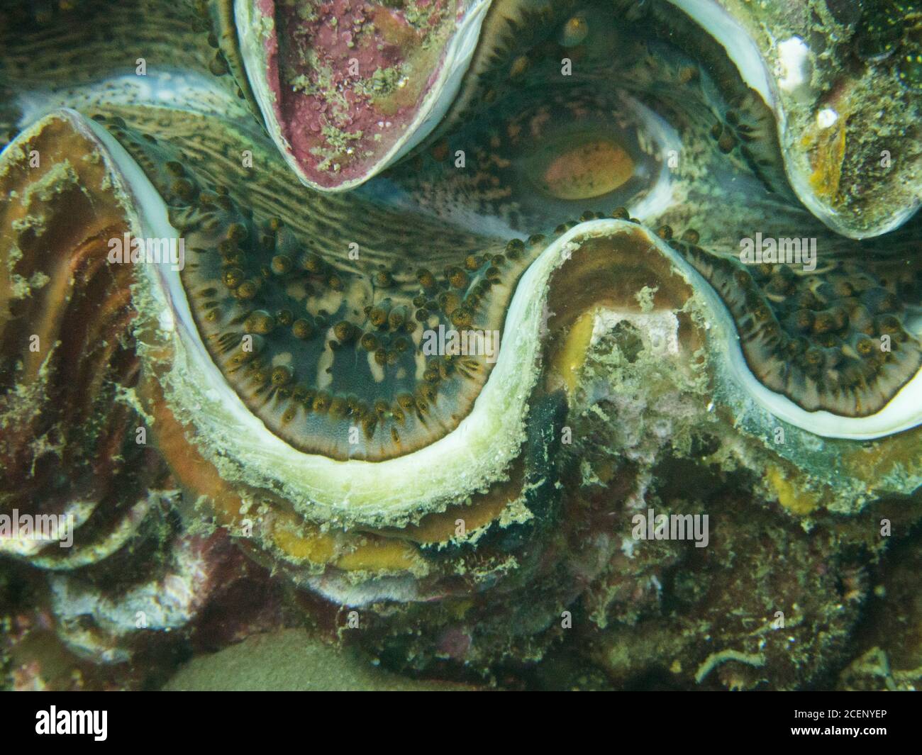 Macro Photo Giant Clam Bright Stock Photo - Alamy
