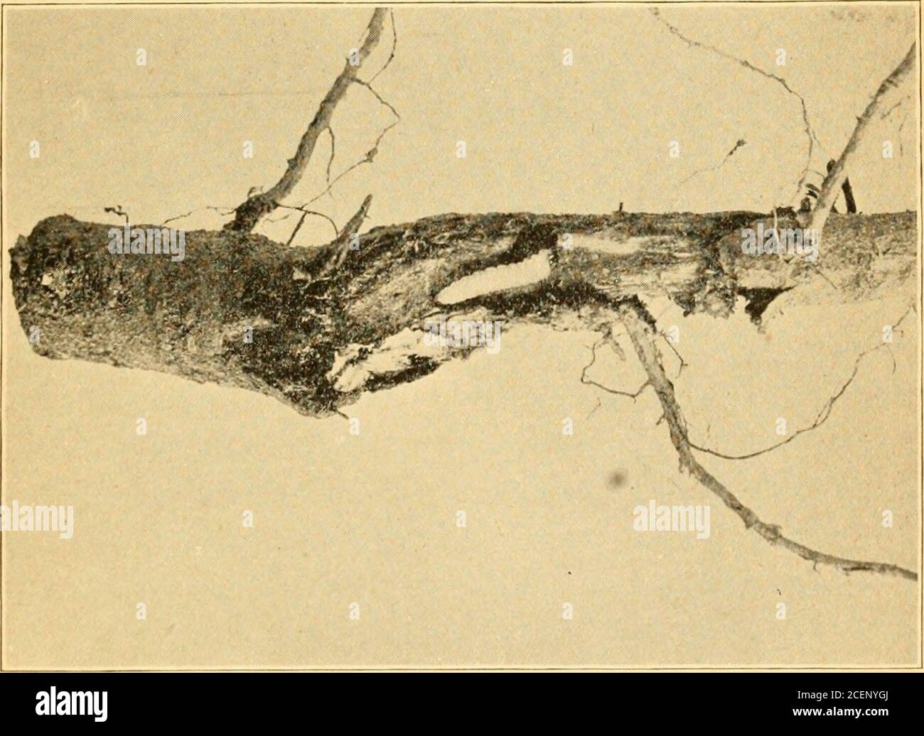 Bark examination hi-res stock photography and images - Alamy