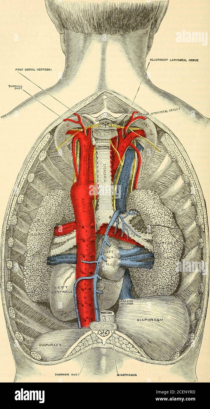 Thoracic Duct Netter