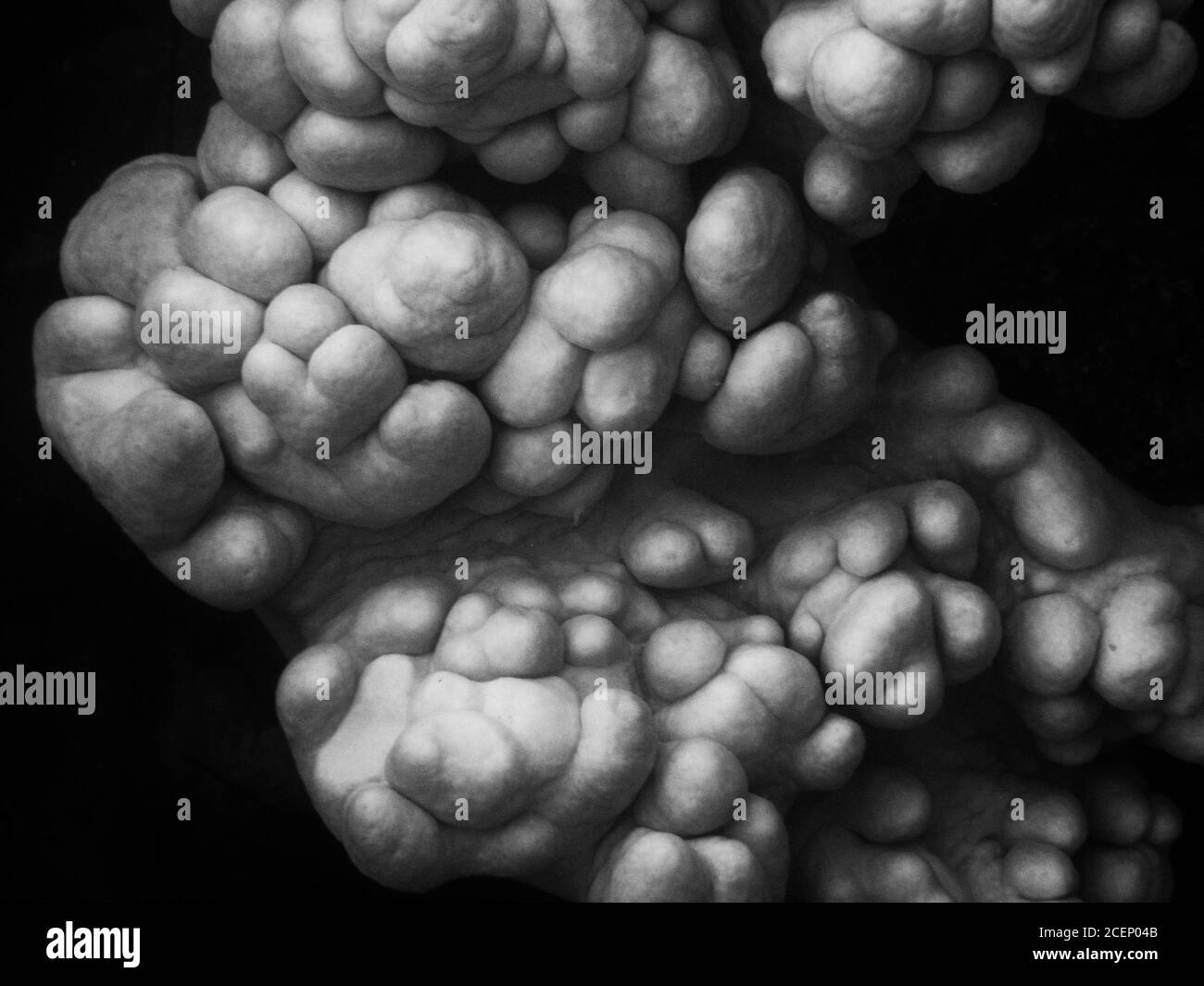 Strange animals sea Black and White Stock Photos & Images - Alamy