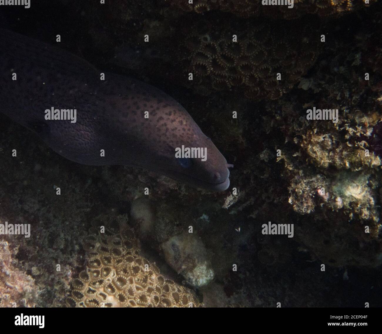 Moray Eeel High Contrast Close Up Baby Stock Photo - Alamy