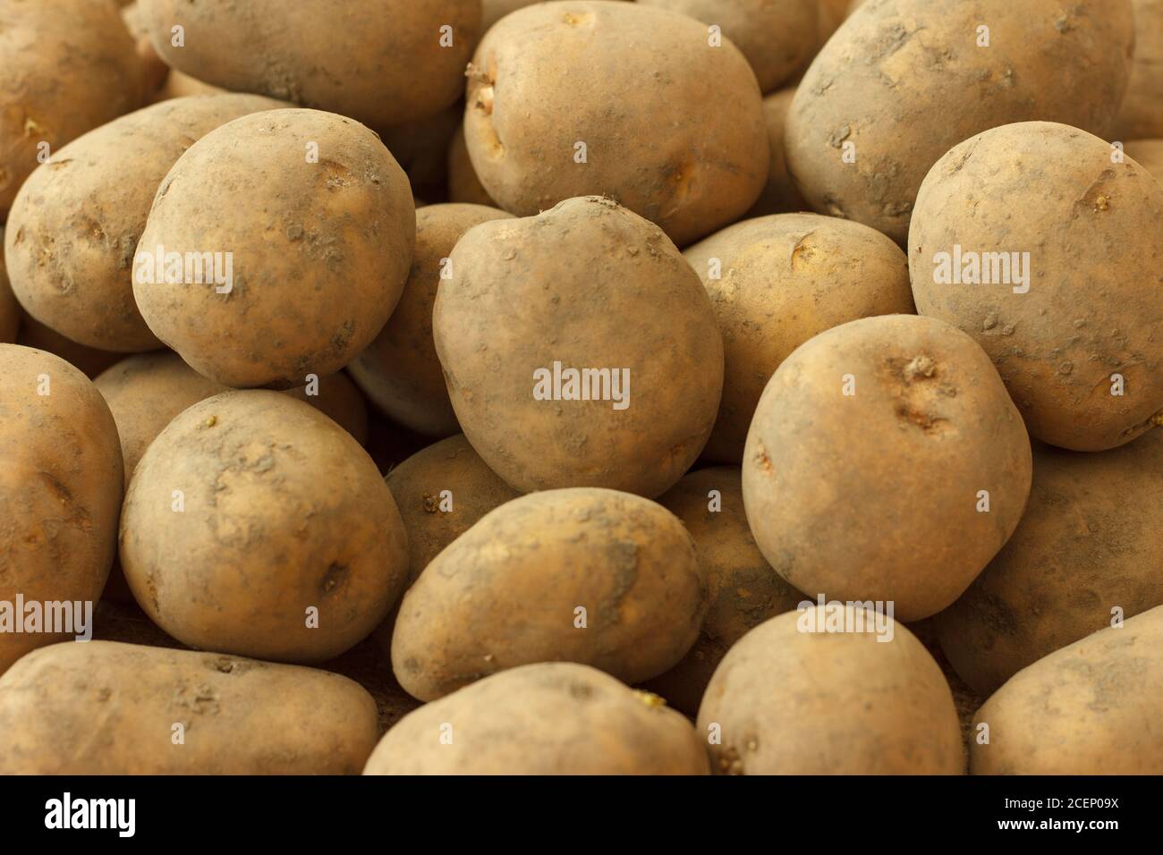 How to harvest potato hi-res stock photography and images - Alamy