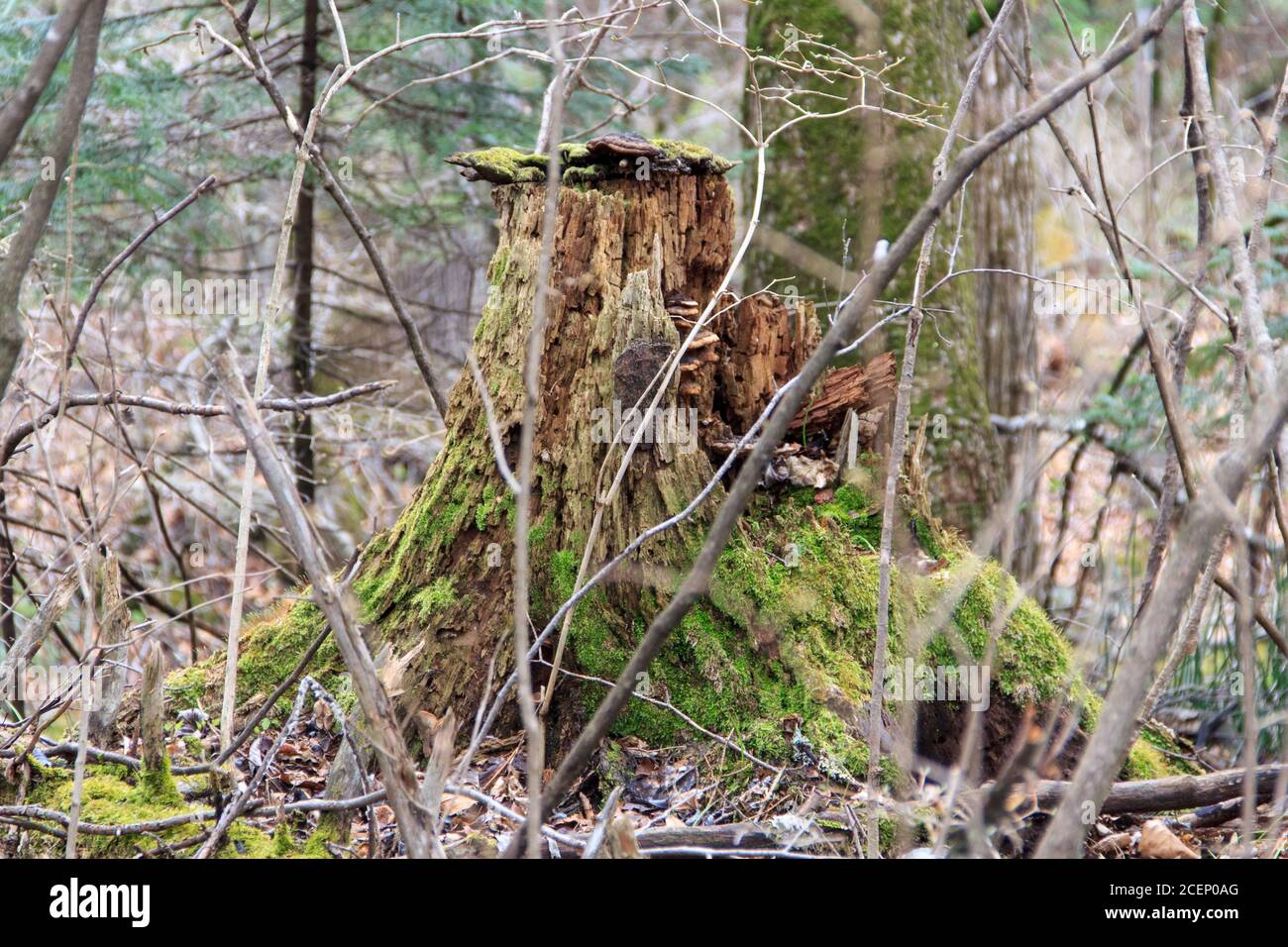 Rotten stump hi-res stock photography and images - Alamy