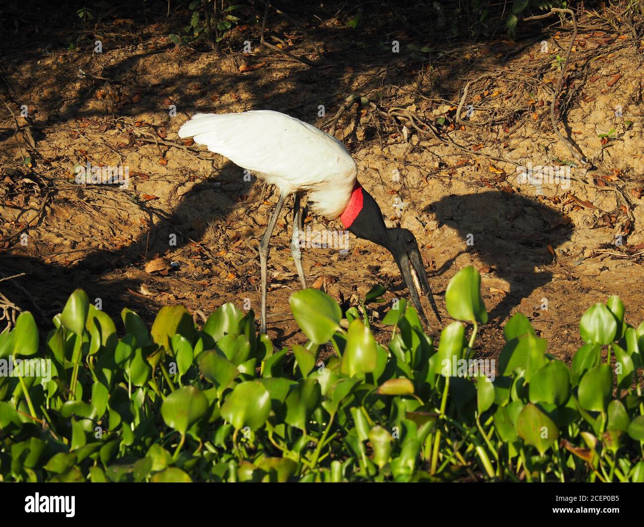 Ibis eating insects in a park at daytime Stock Photo - Alamy