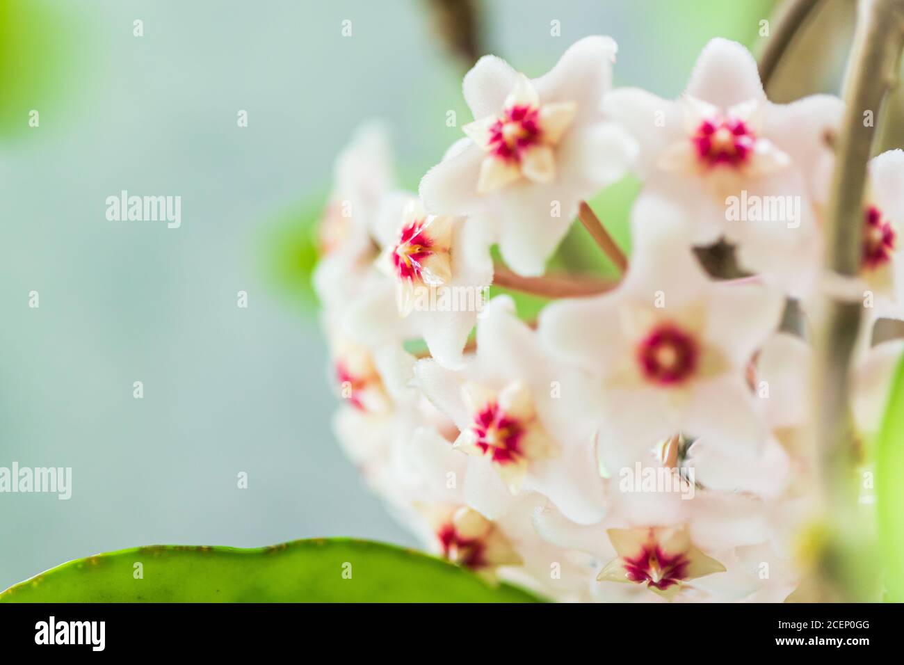 Close up of star shaped white and pink flowers of Hoya carnosa or ...