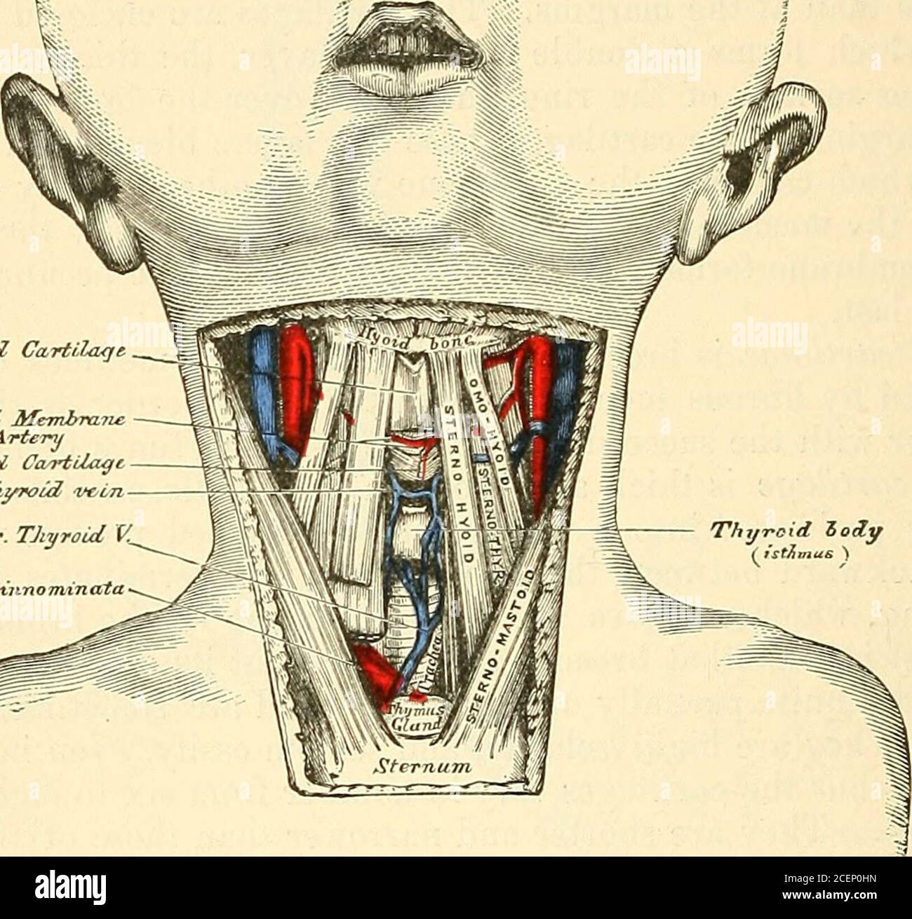 . Anatomy, descriptive and surgical. Thyroid Cartilage ^Jl§ Crico ...