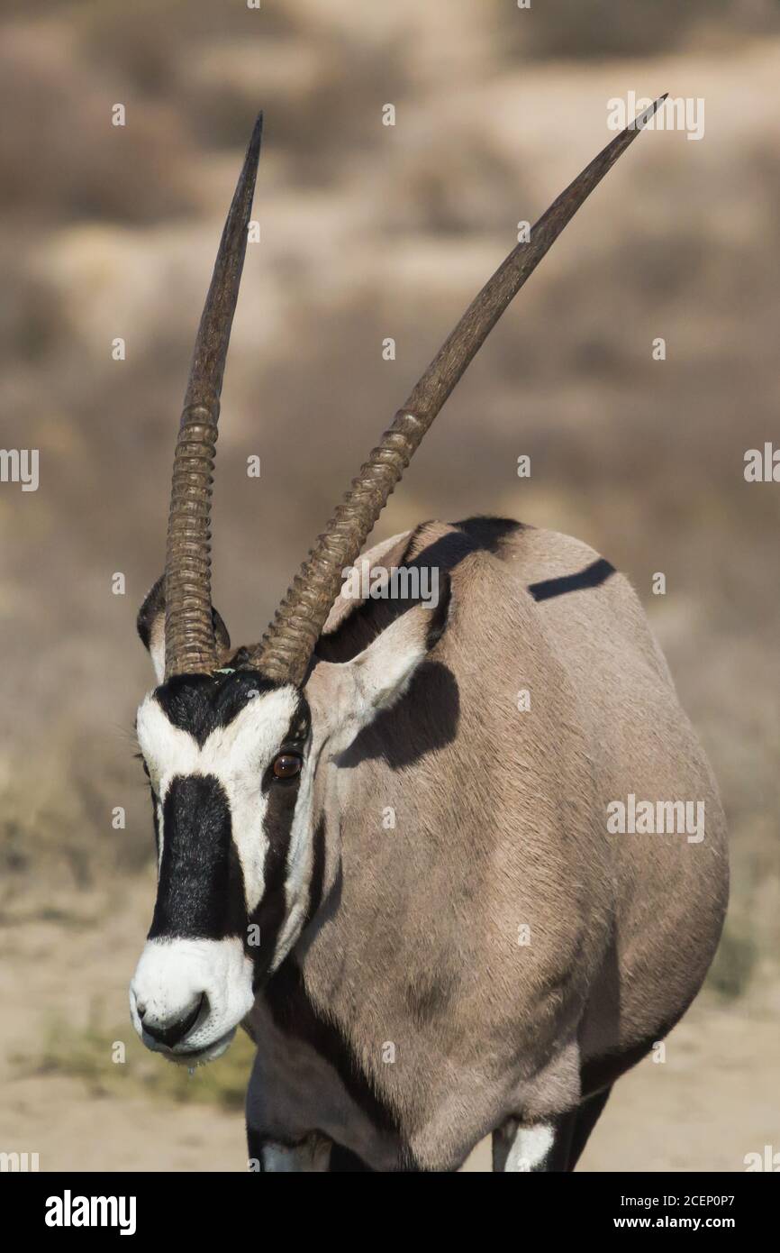 African Gemsbok
