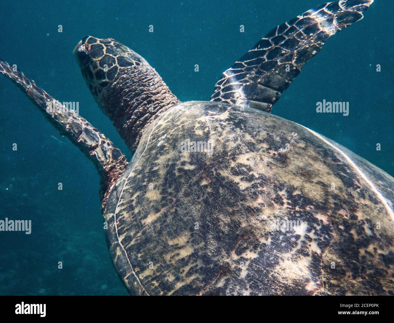 Macro Photograph Sea Turtle Close Up Stock Photo - Alamy