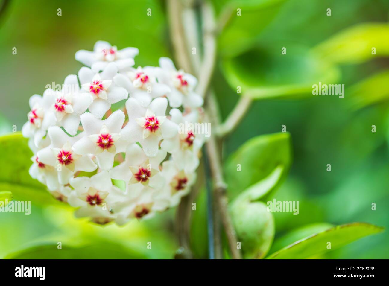 Close up of star shaped white and pink flowers of Hoya carnosa or ...