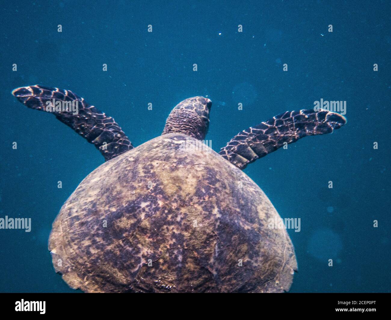 Macro Photograph Sea Turtle Close Up Stock Photo - Alamy