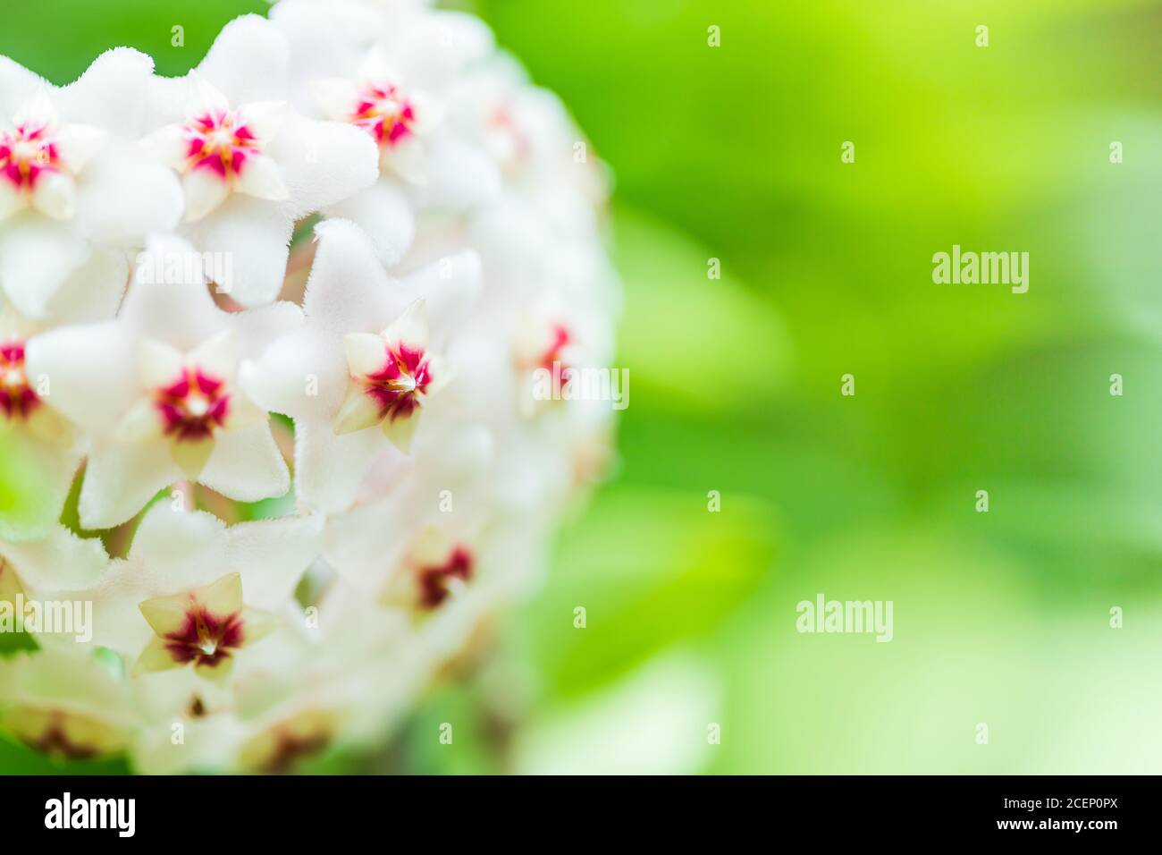 Close up of star shaped white and pink flowers of Hoya carnosa or ...