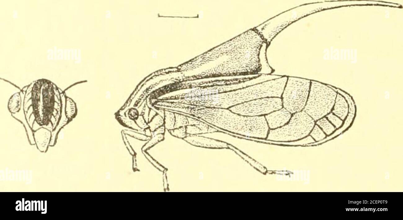 Septangular hi-res stock photography and images - Alamy