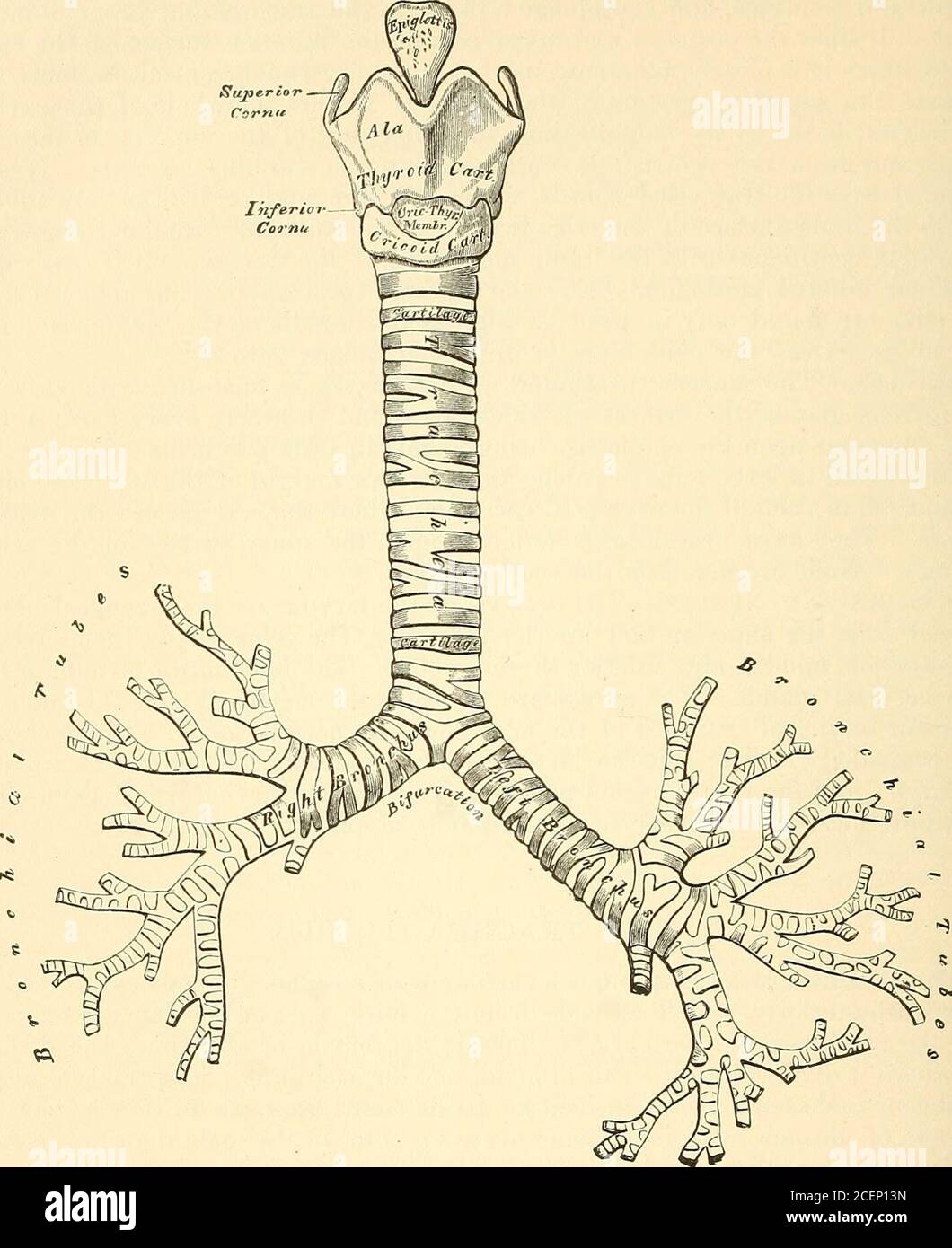 . Anatomy, descriptive and surgical. left innominate vein, the arch of ...