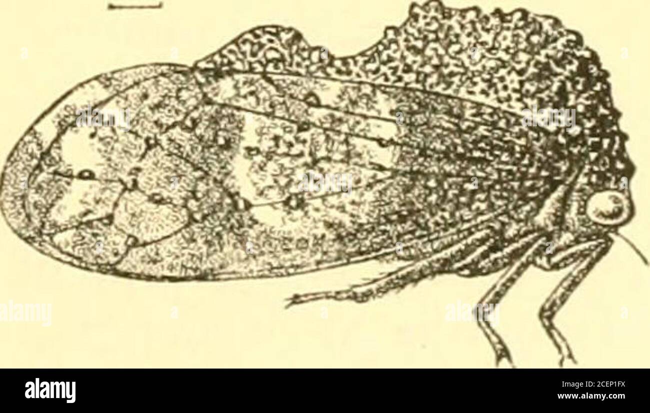 . Rhynchota ... Fig. 58.— Coccosterphus decoloratus. less tinted with ...
