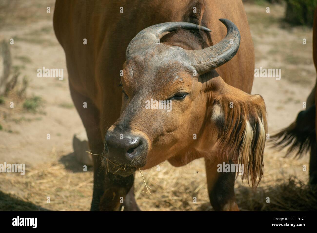 Dwarf forest buffalo hi-res stock photography and images - Alamy