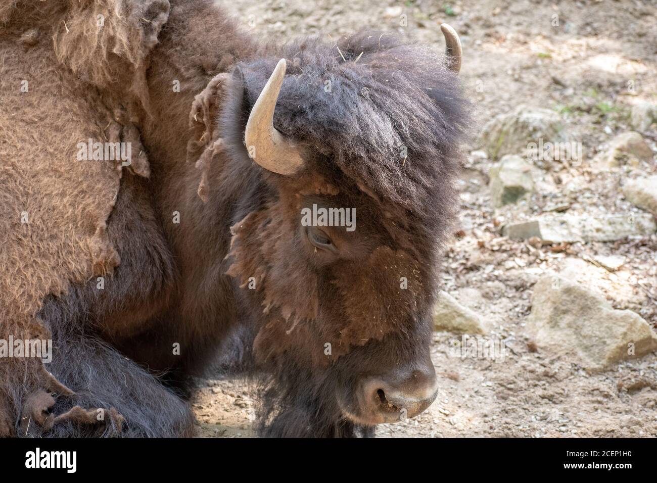 Closeup headshot of a bison in the zoo of Osnabruck Stock Photo - Alamy