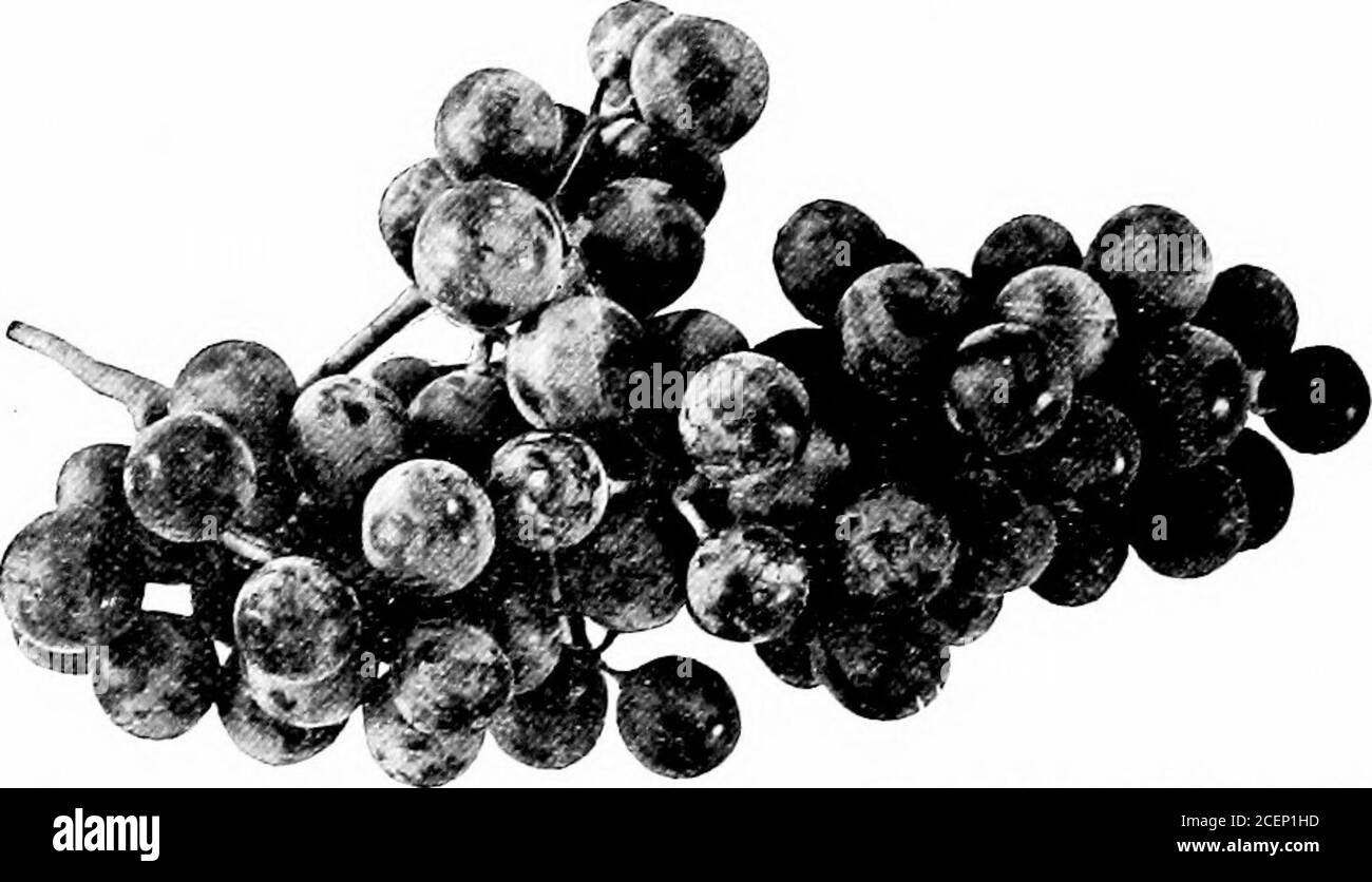 . Agriculture for southern schools. Fig. 17. — Brighton Grapes, self ...