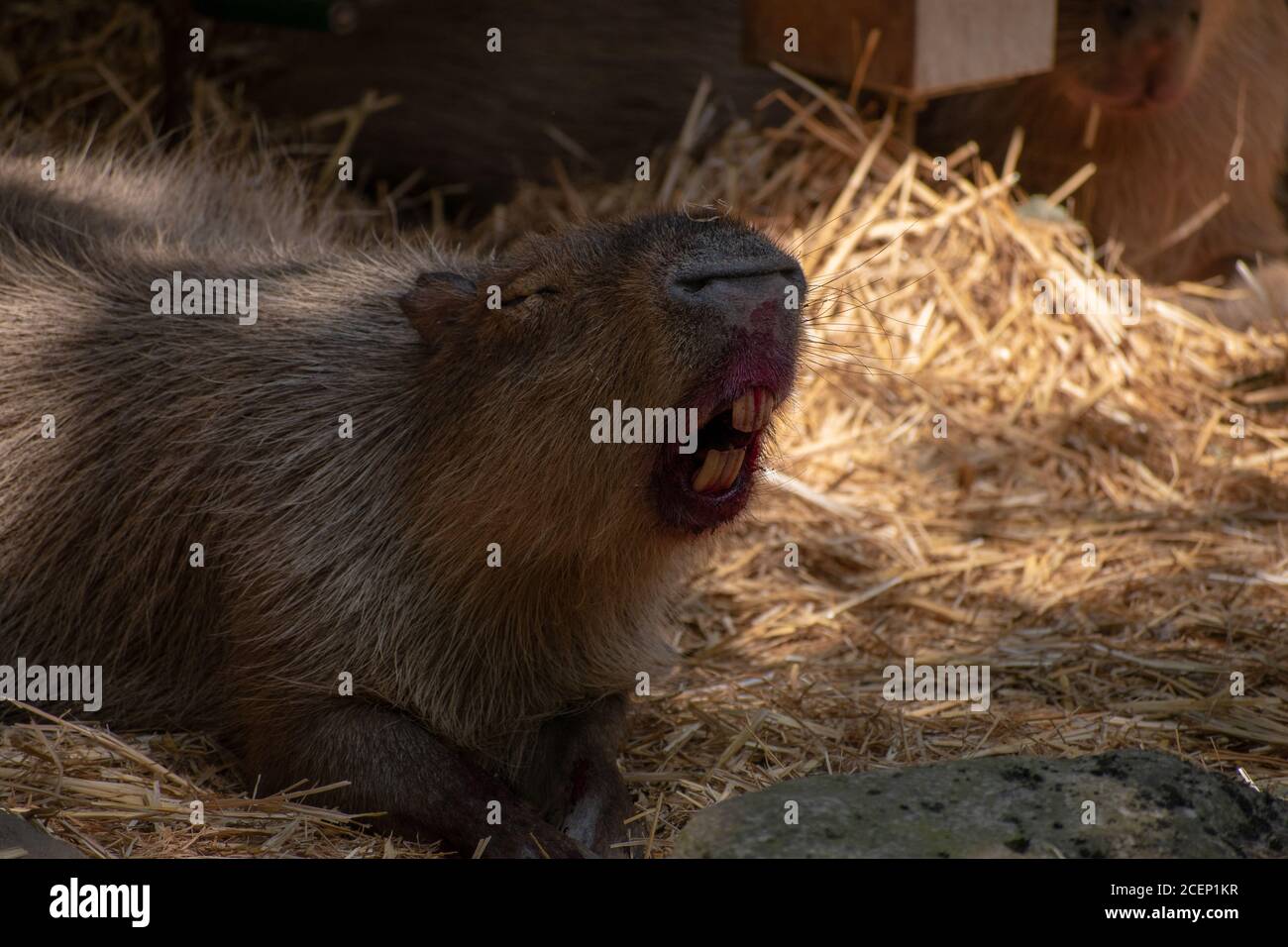 Closeup shot of a capybara with an open mouth Stock Photo - Alamy