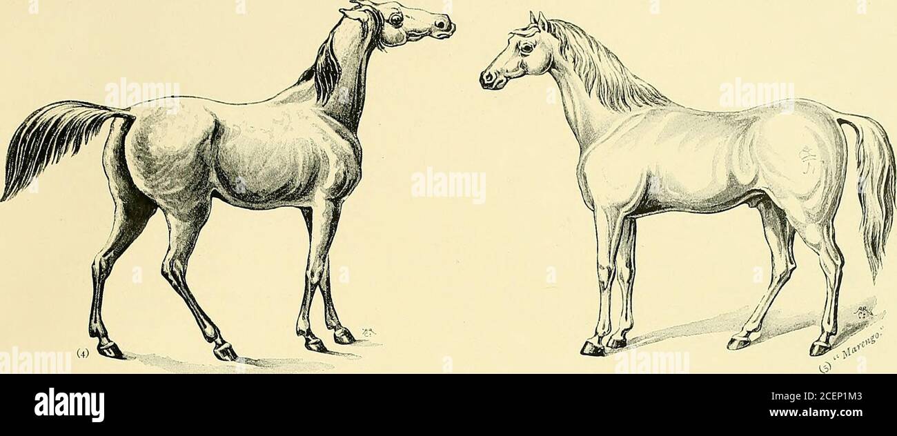 . The Arabian horse, his country and people : with portraits of typical ...