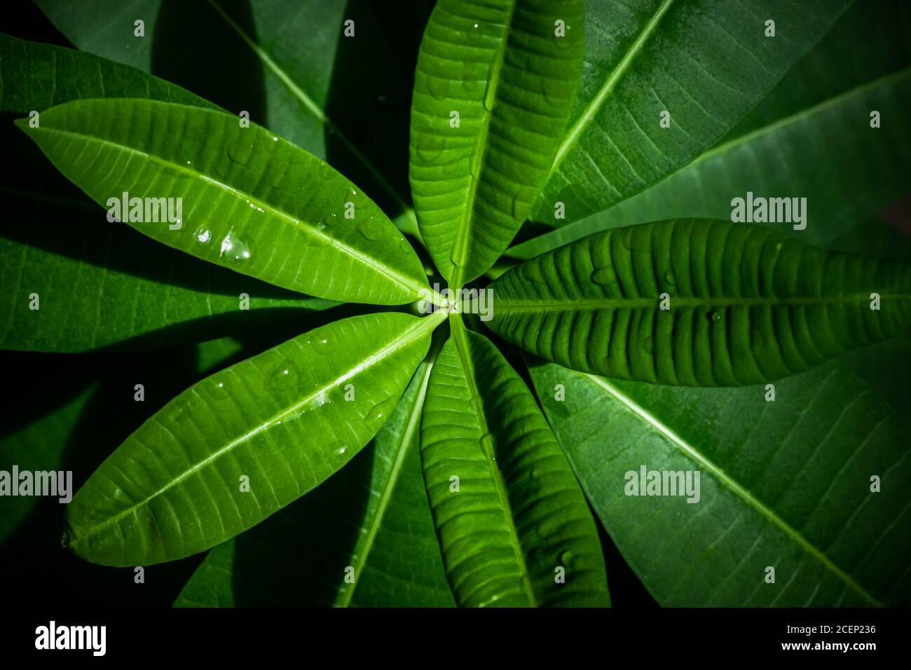 Green leaf background Beautiful in the garden and decorative plants for ...