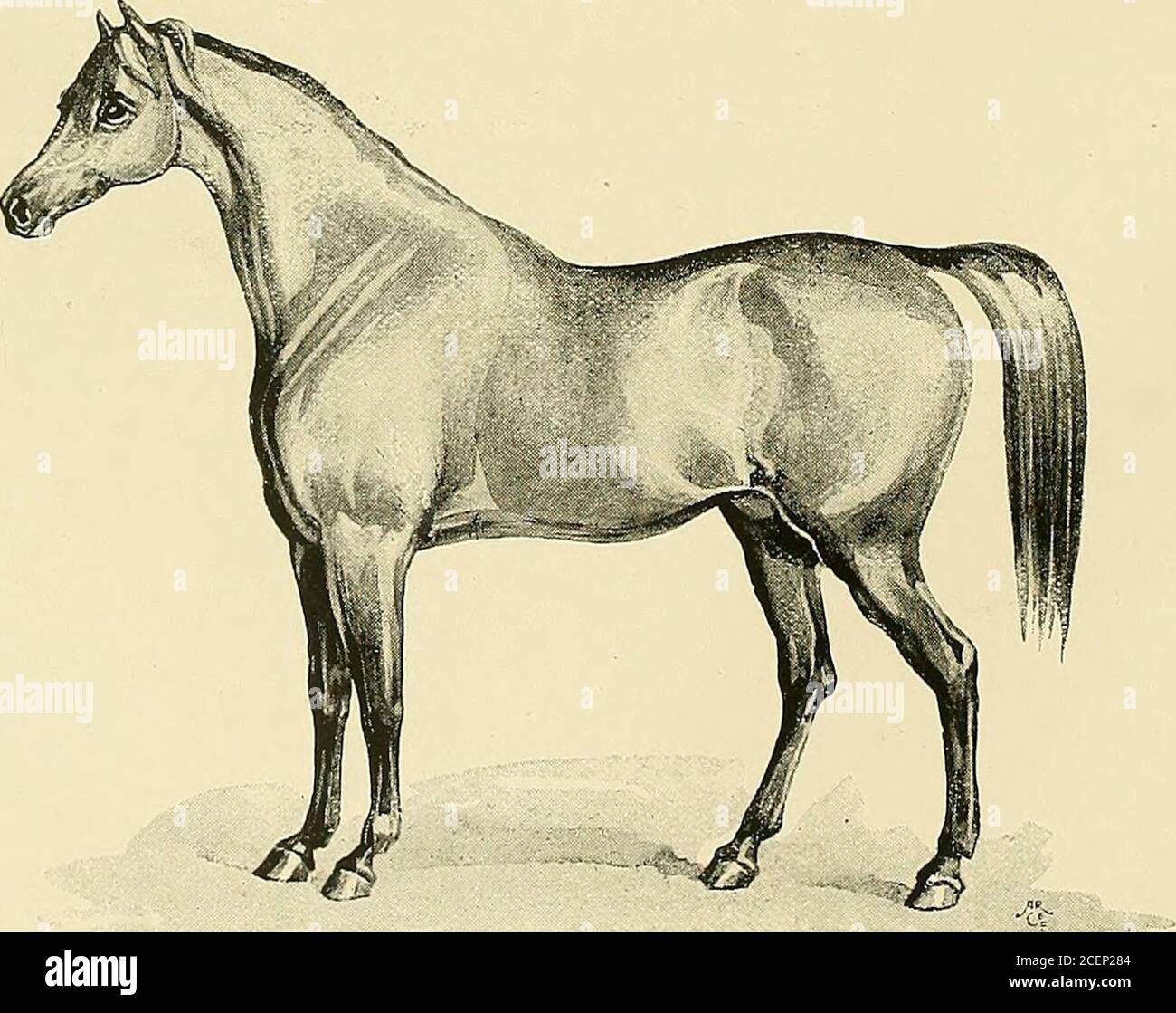 . The Arabian horse, his country and people : with portraits of typical ...