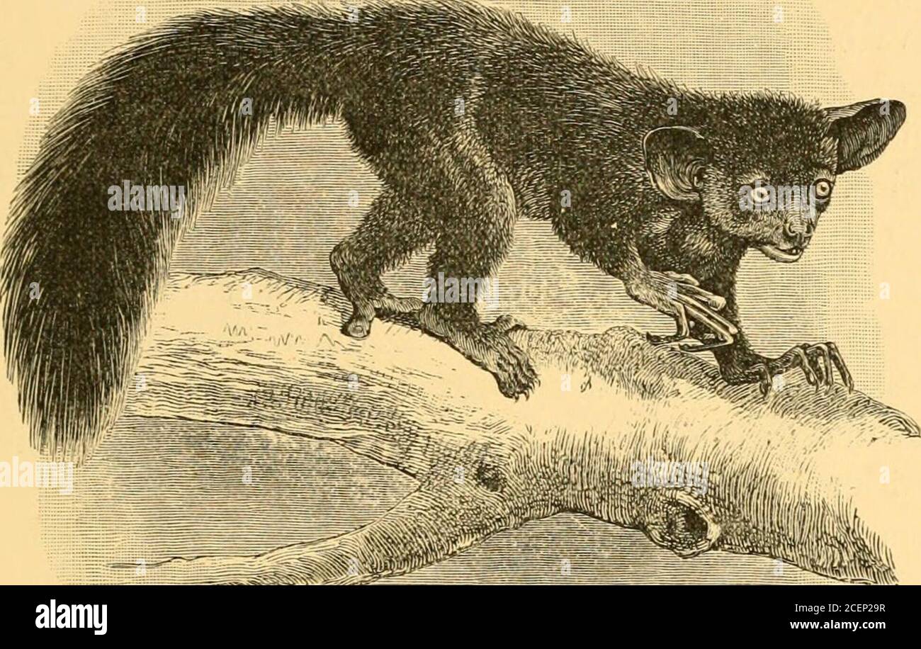 Lemur sub species hi-res stock photography and images - Alamy