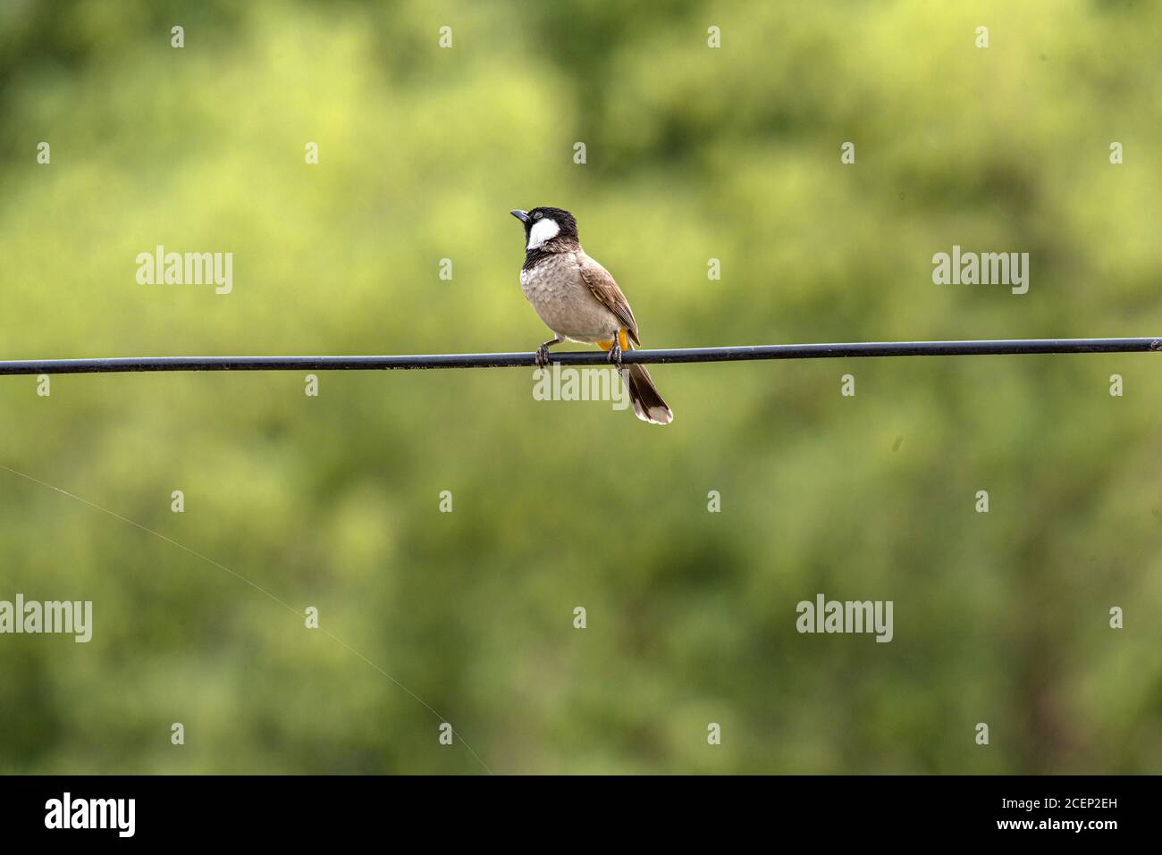birds on wire Stock Photo - Alamy