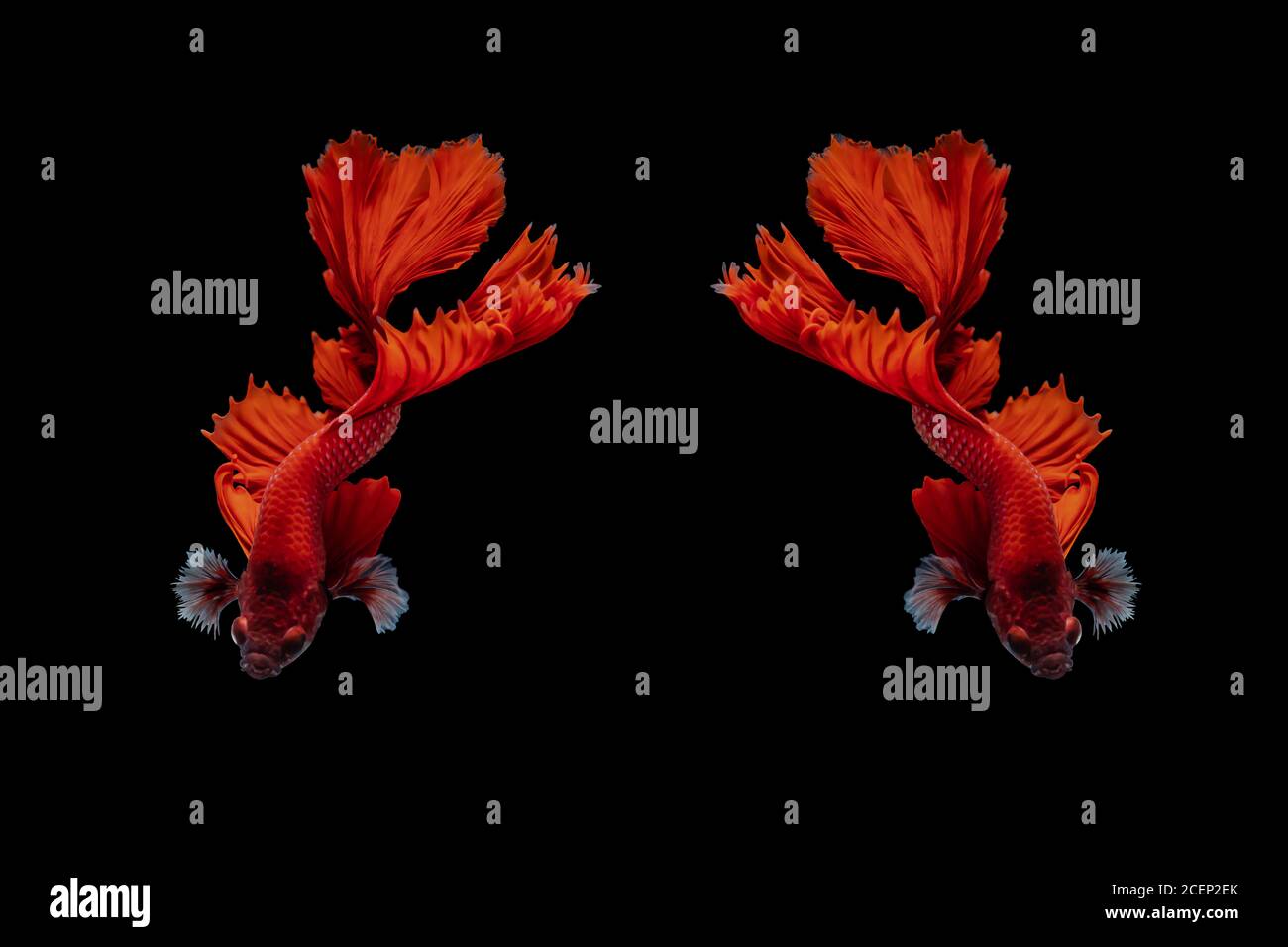 Red Siamese fighting fish Betta splendens,on black background ,Betta ...