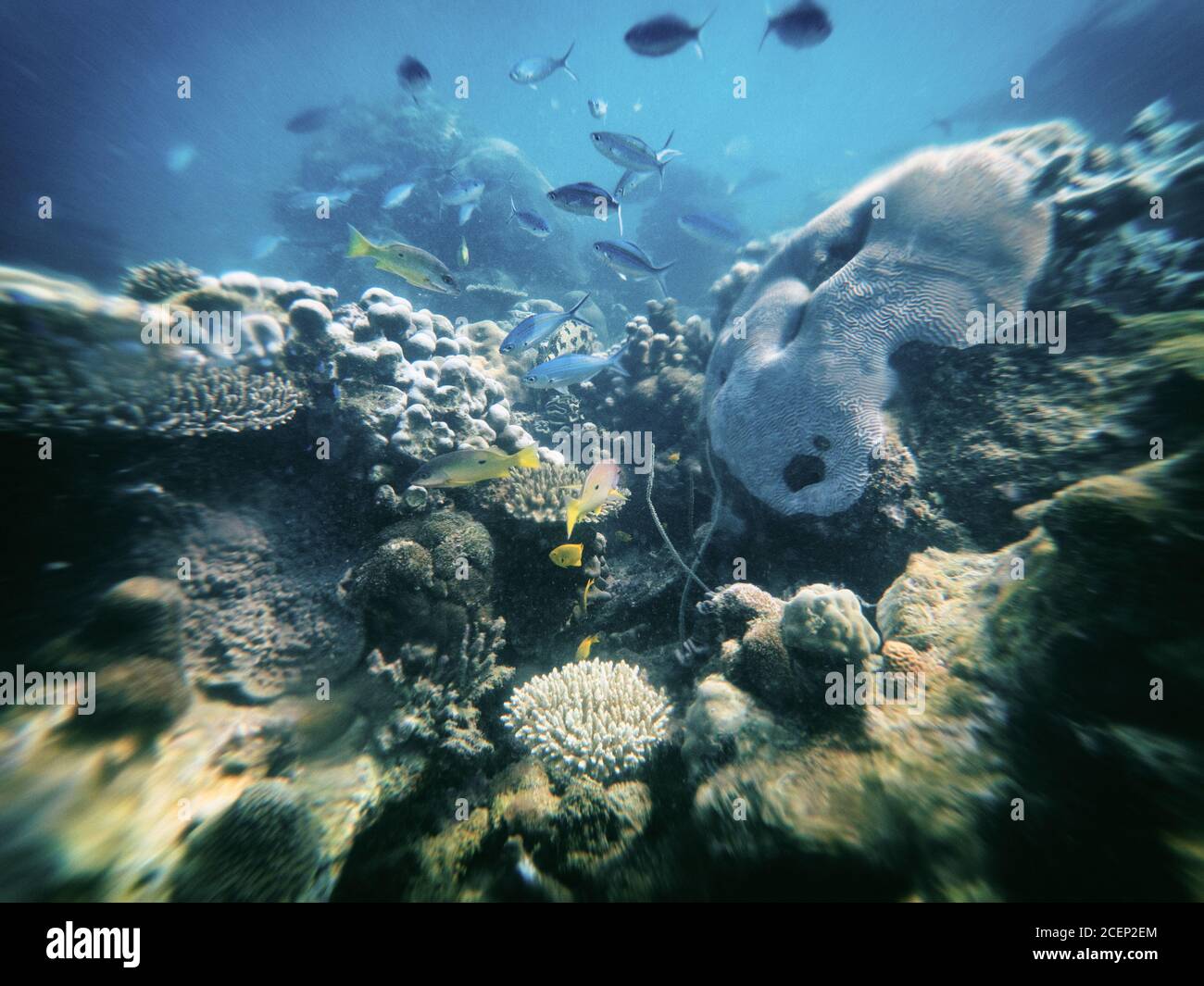 Reef Landscape Image Tilt Shift Stock Photo - Alamy
