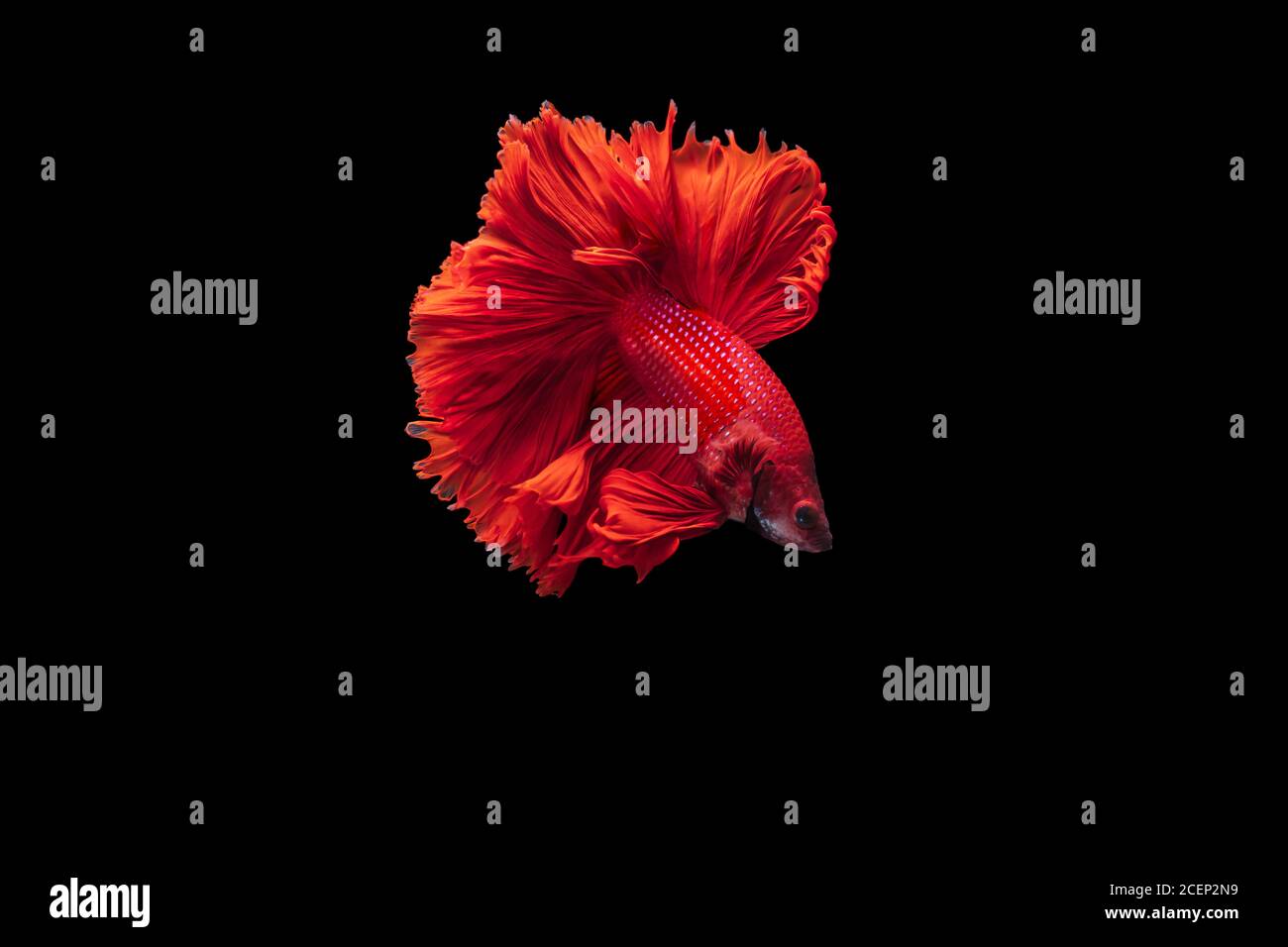 Koi tail hi-res stock photography and images - Alamy
