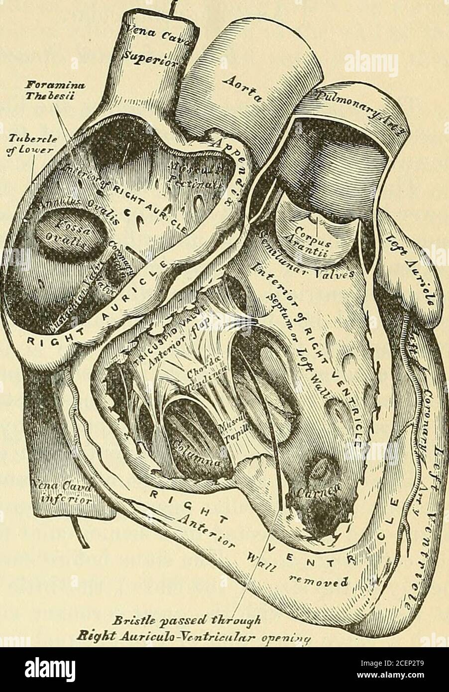 . Anatomy, descriptive and surgical. ^, or sinus ve7iosus, and an ...