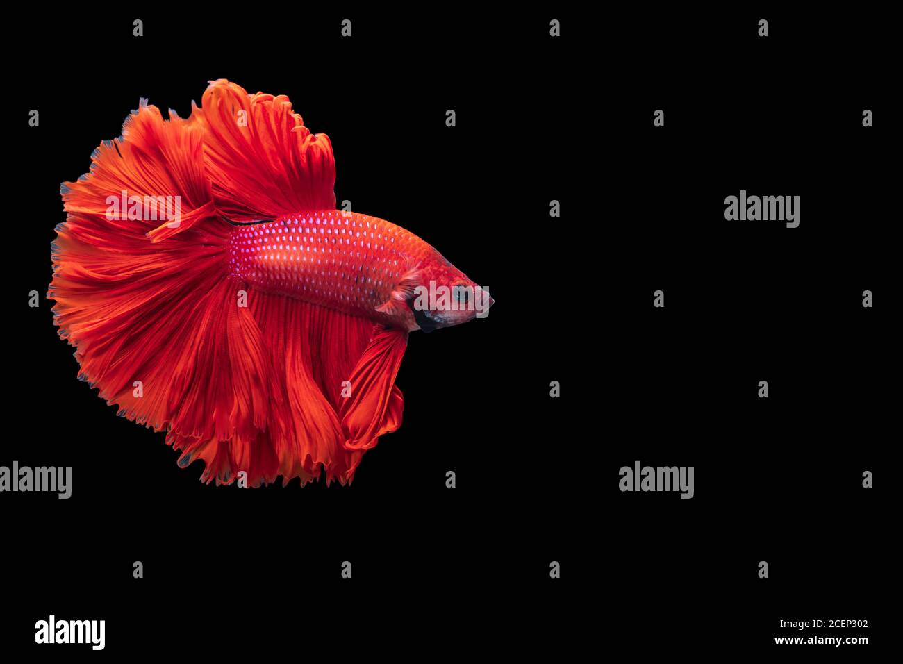 Red Siamese fighting fish Betta splendens,on black background ,Betta ...