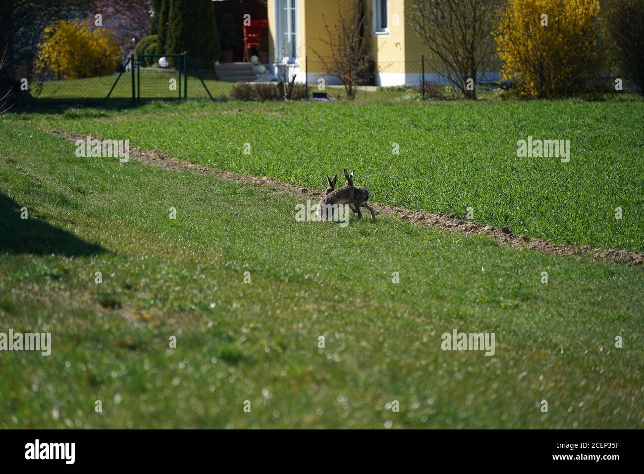 Park with rabbits hi-res stock photography and images - Alamy
