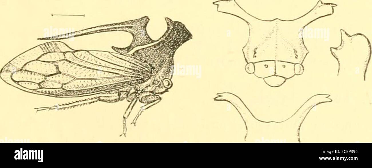 . Rhynchota ... Anchon ccldnaium. prominent brown spot at posterior ...