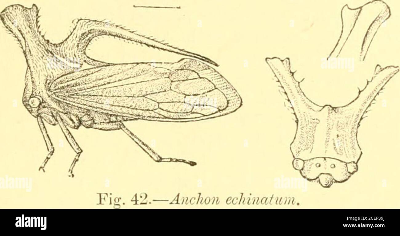 . Rhynchota ... ^, (^reyishly pilose, witha cretaceous sericeous line ...