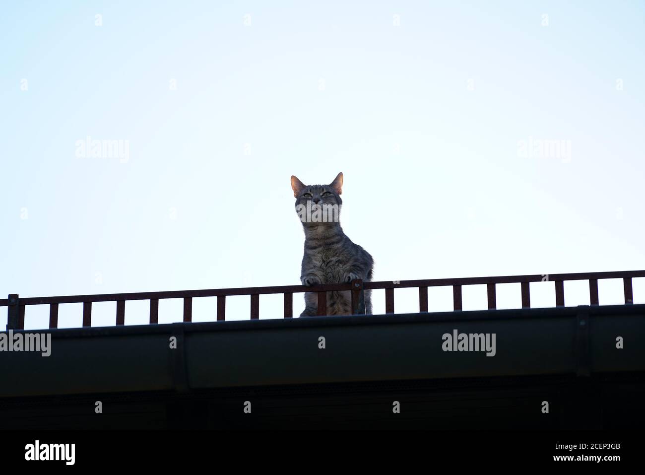 Cat on bridge hi-res stock photography and images - Alamy