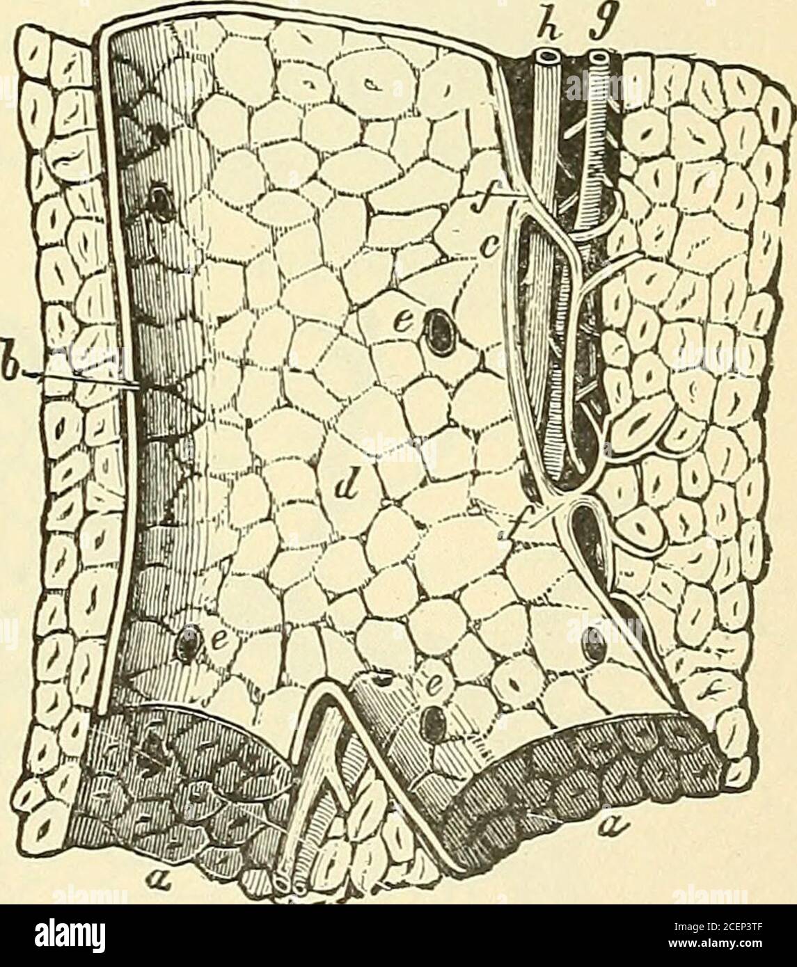 . Anatomy, descriptive and surgical. Fig. 593. h, Longitudinal Section ...
