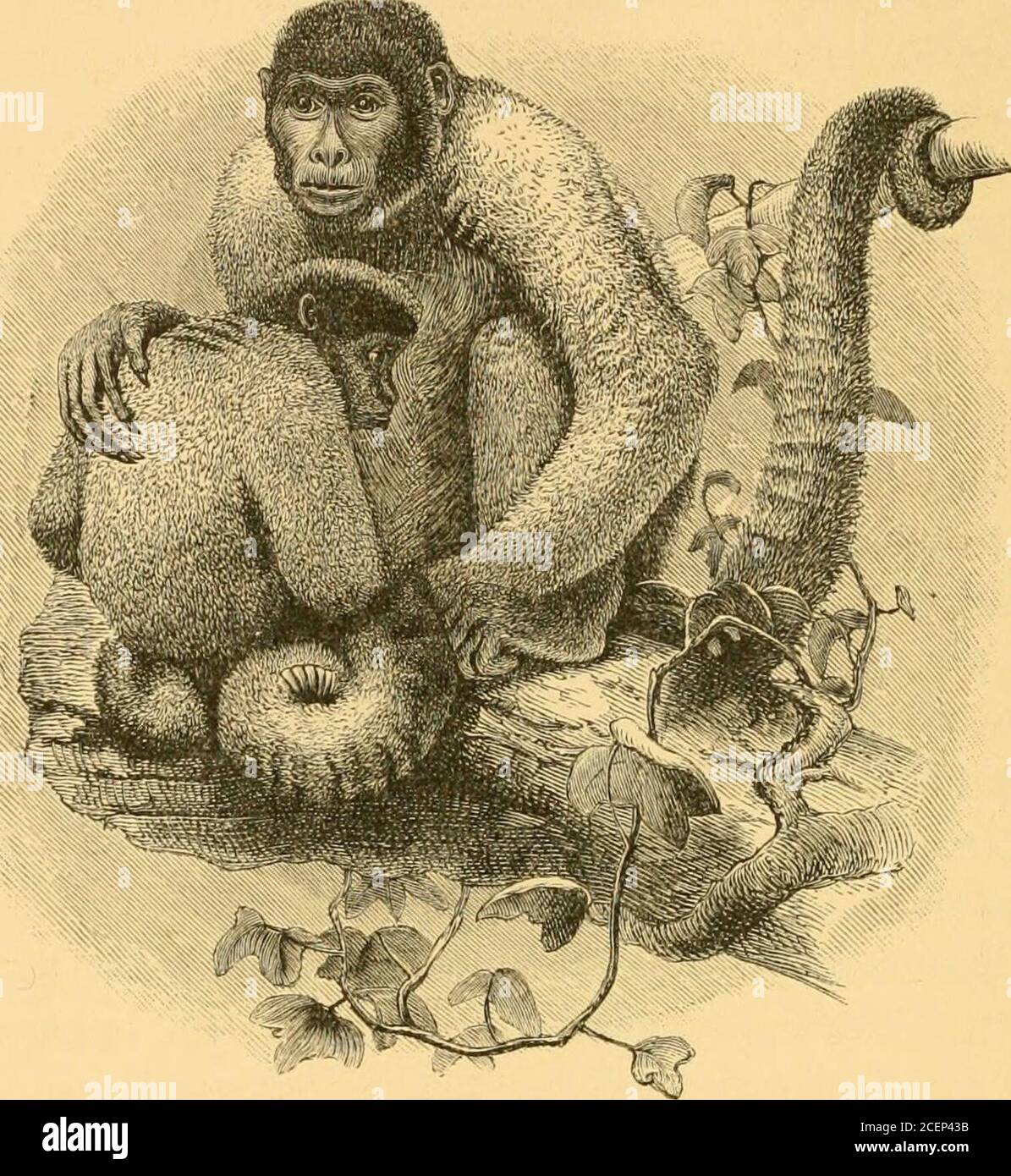 Vampire ant hi-res stock photography and images - Alamy