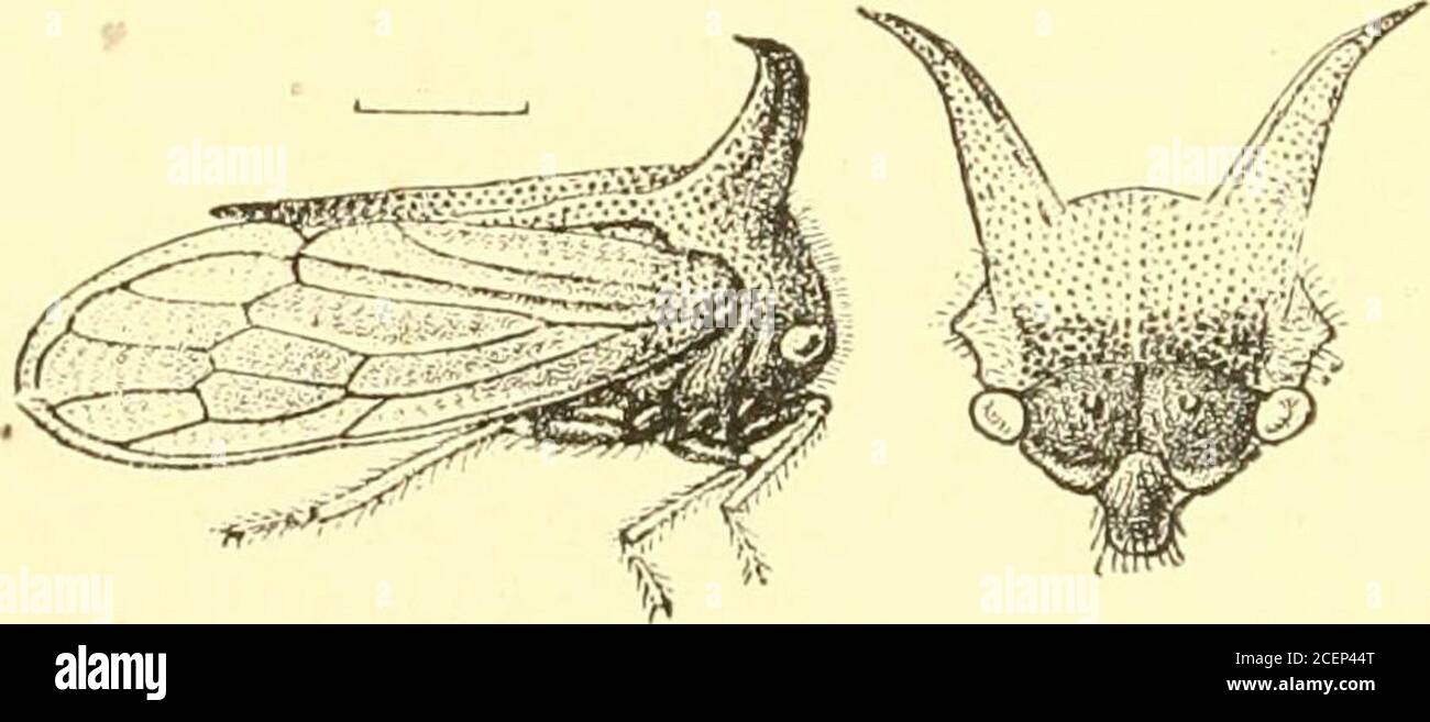 Levigate hi-res stock photography and images - Alamy