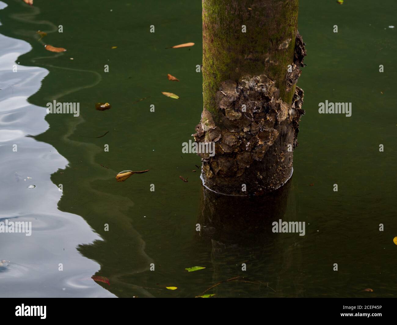 Timber covered in barnacles hi-res stock photography and images - Alamy