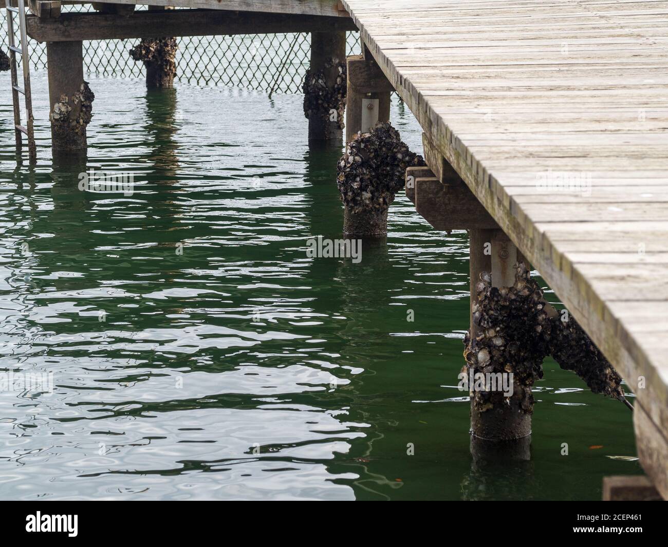 Boardwalk over the river, it's wooden pilings covered in barnacles ...