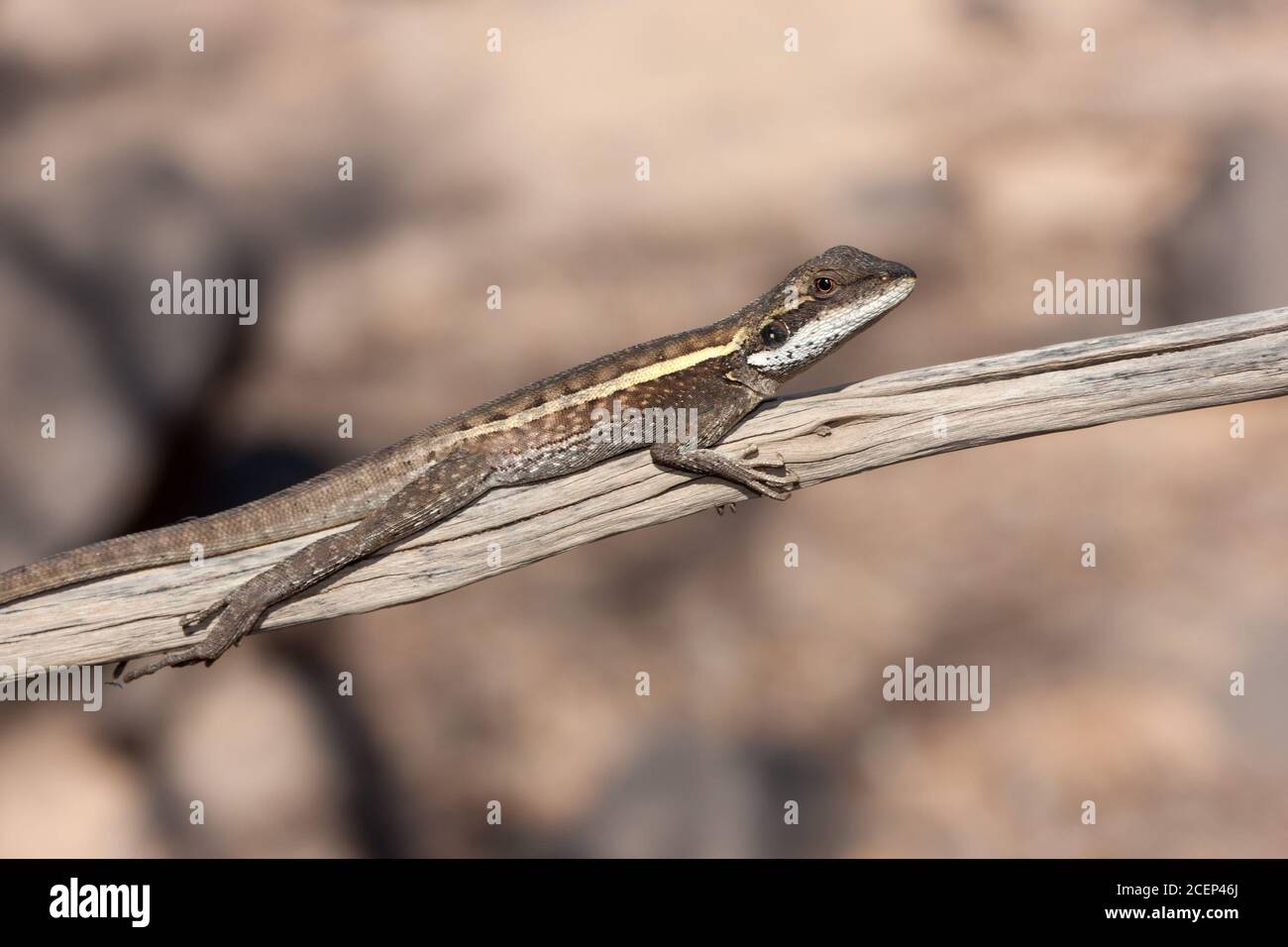 Gilbert's Dragon basking on log Stock Photo - Alamy