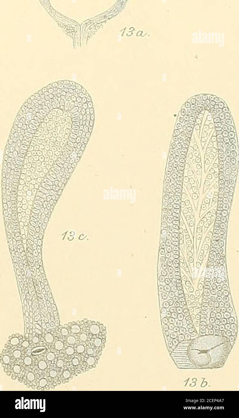 . Svenska vetenskapsakademien handlingar. Central-Tiyclceriet ...