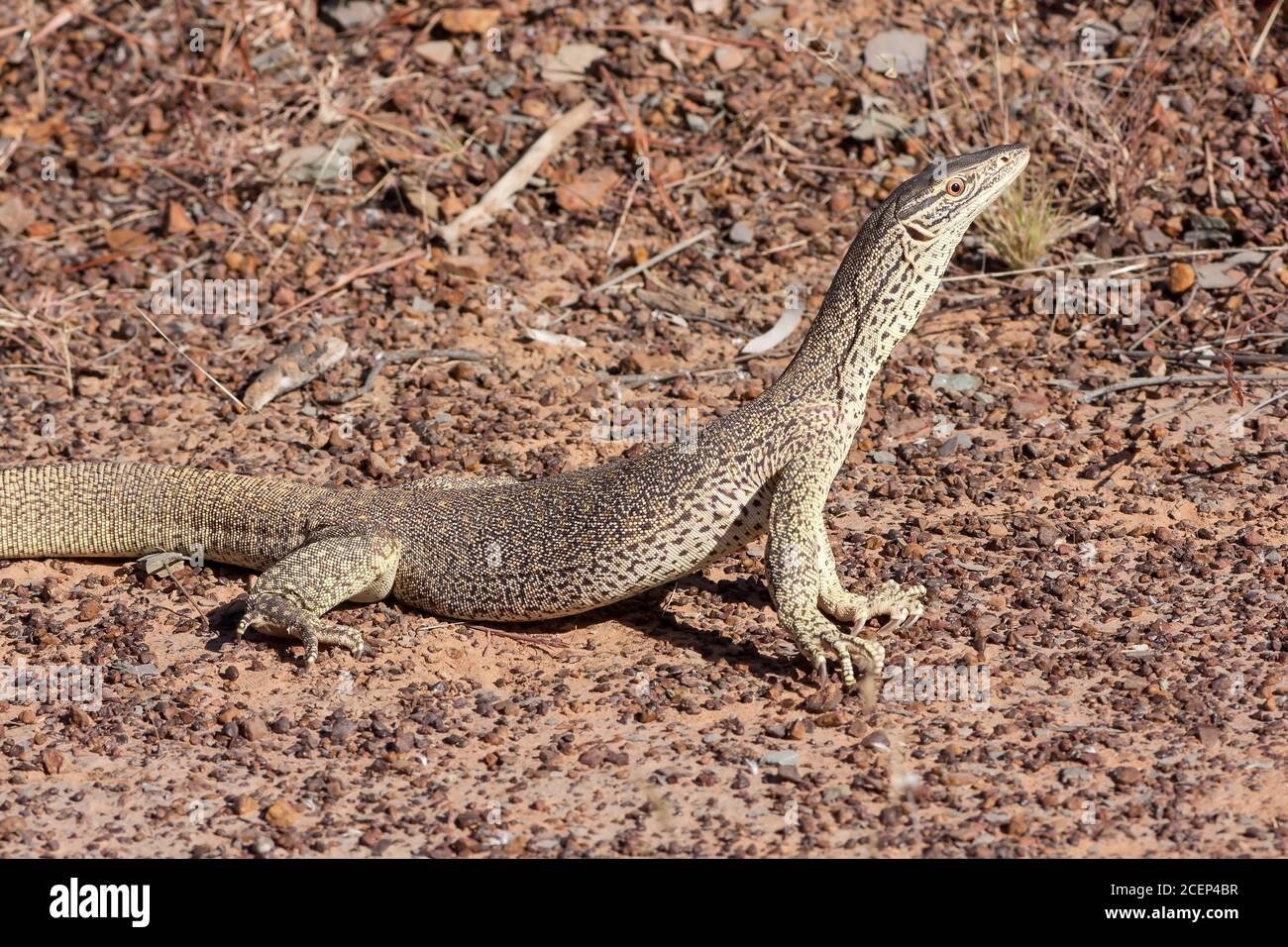 Goulds Monitor Lizard Varanus Gouldii High Resolution Stock Photography ...