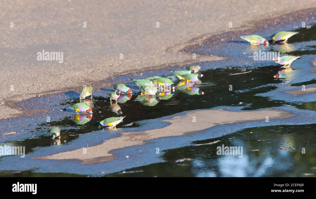 Flock of Wild Gouldian Finches drinking from a pool of water on the ...