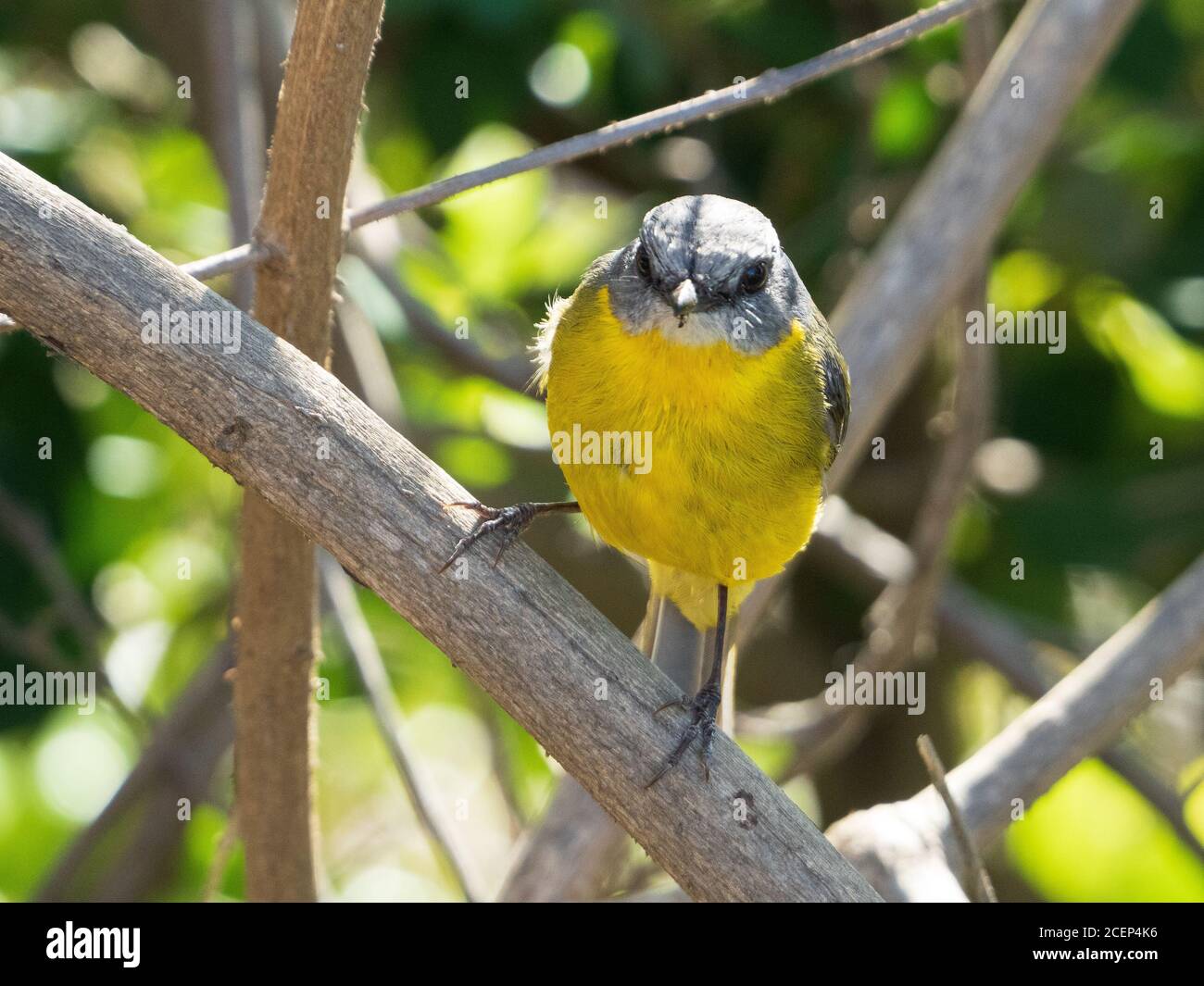Black robin sized bird hi-res stock photography and images - Alamy