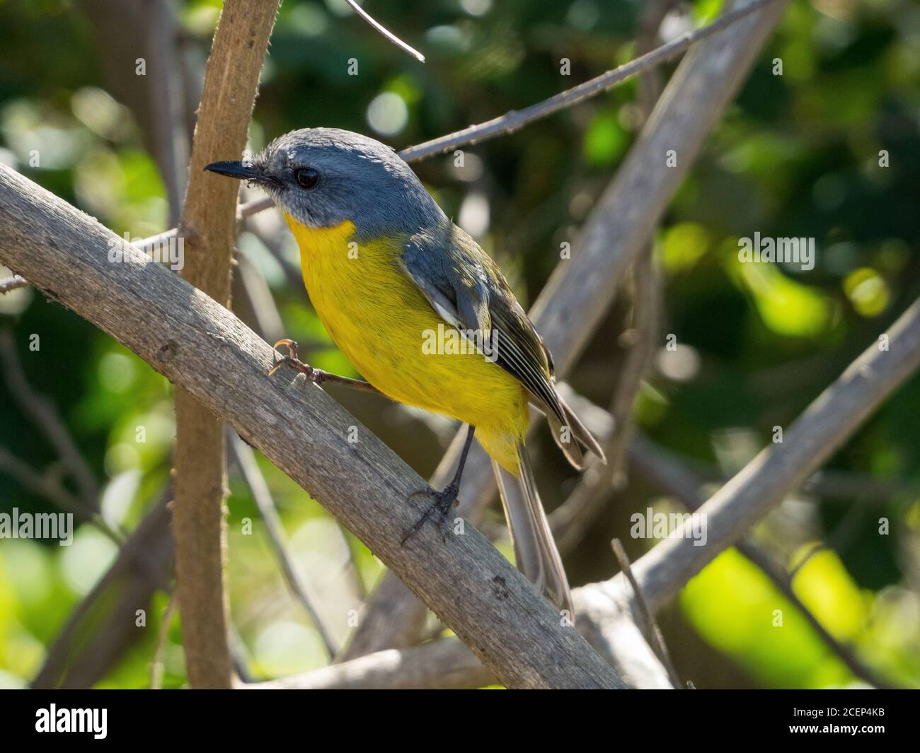 Australian Birds, an Eastern Yellow Robin bird perched in a tree on ...
